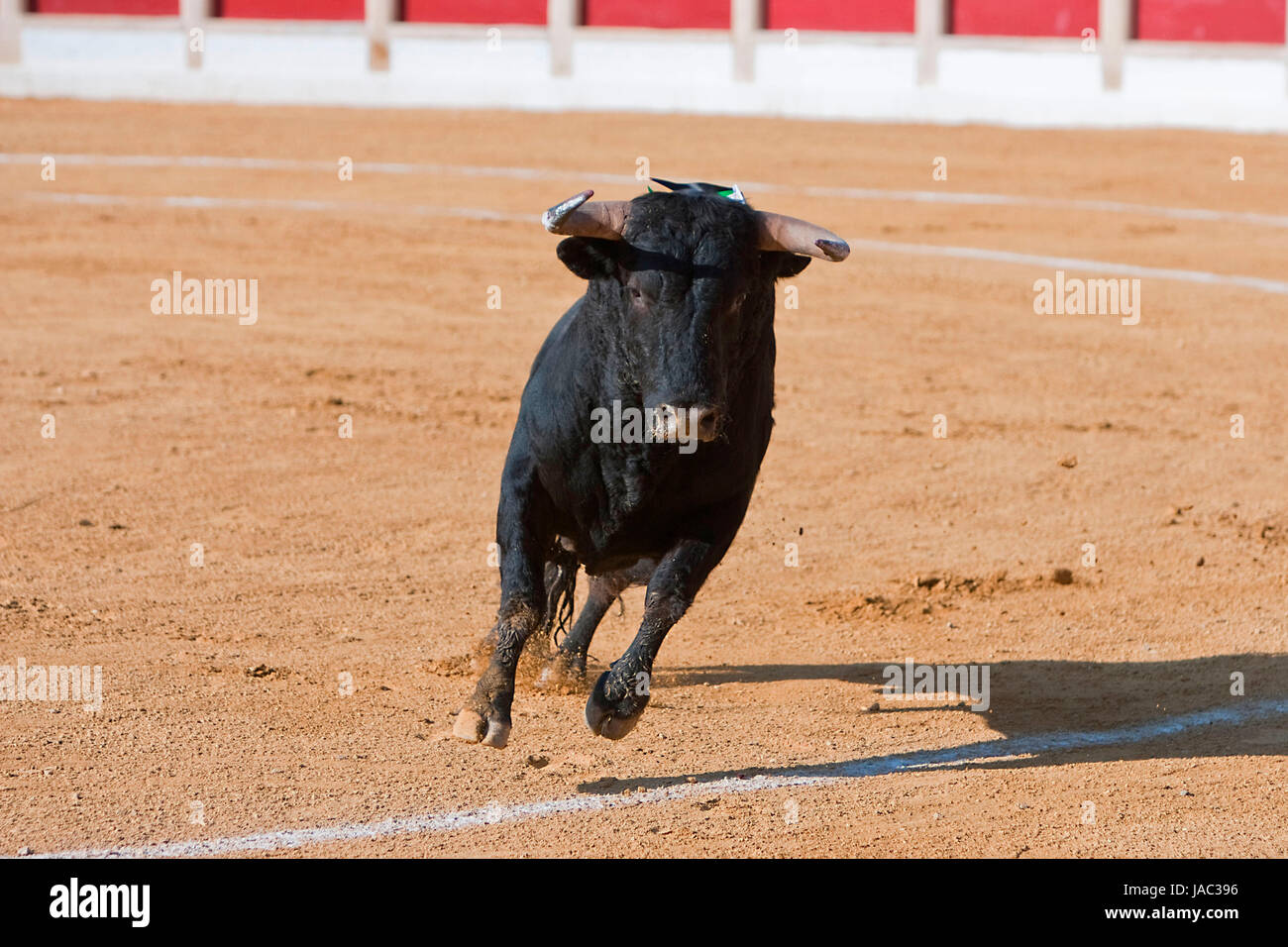 Capture of the figure of a brave bull in a bullfight, Spain Stock Photo ...