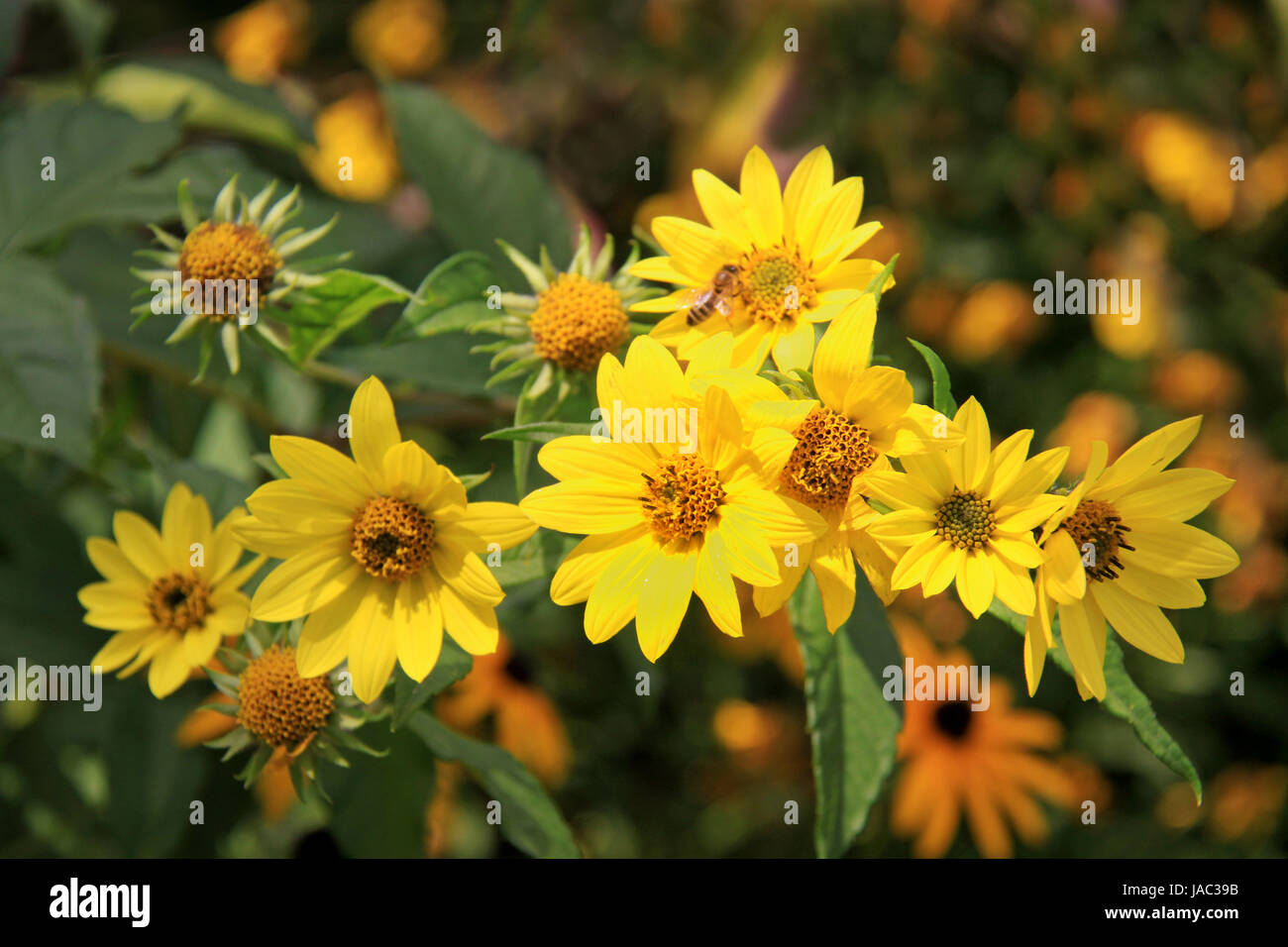 growned sunflower (helianthus grosseserratus Stock Photo - Alamy