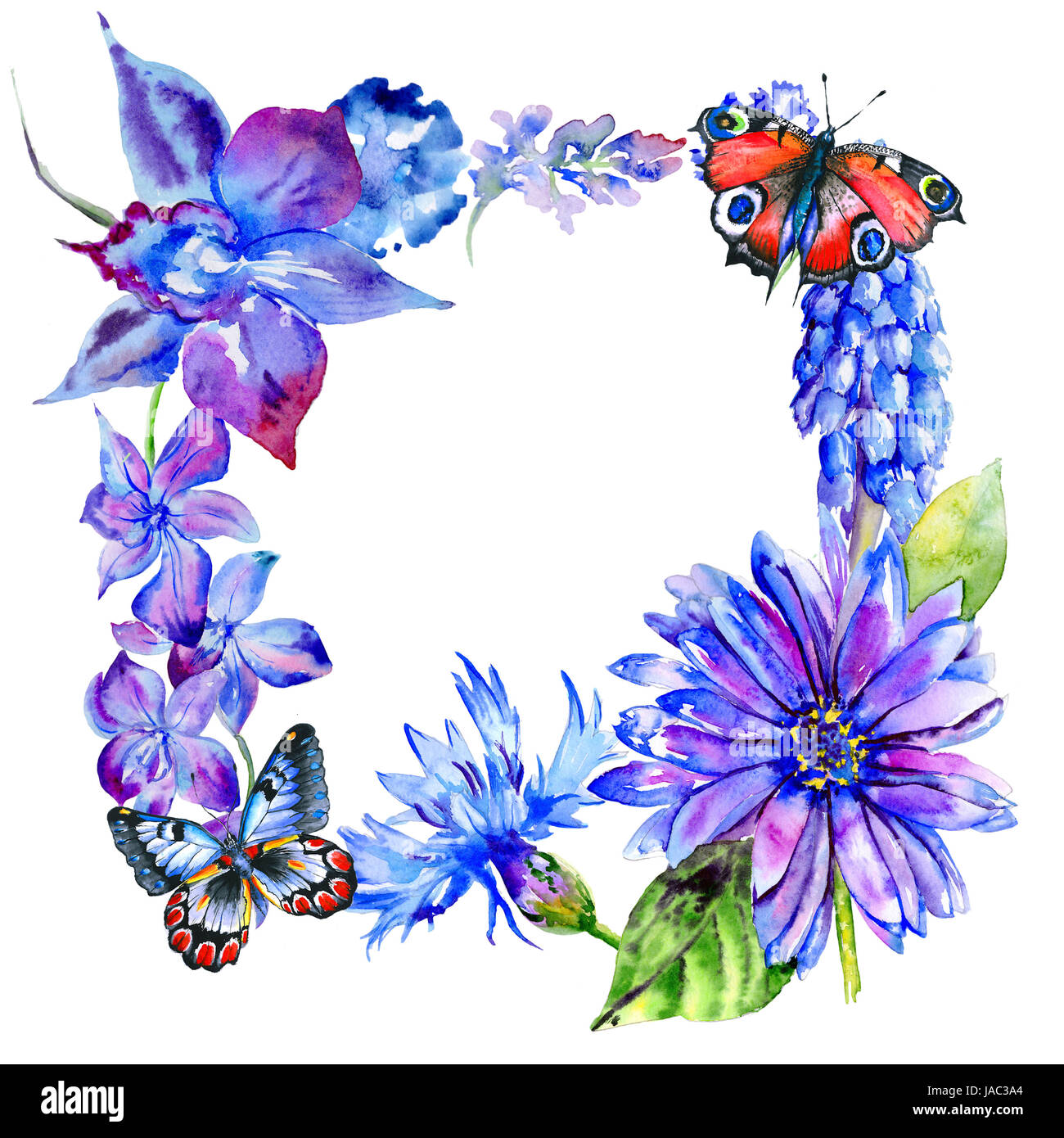 Wildflower violet flower frame in a watercolor style isolated Stock ...