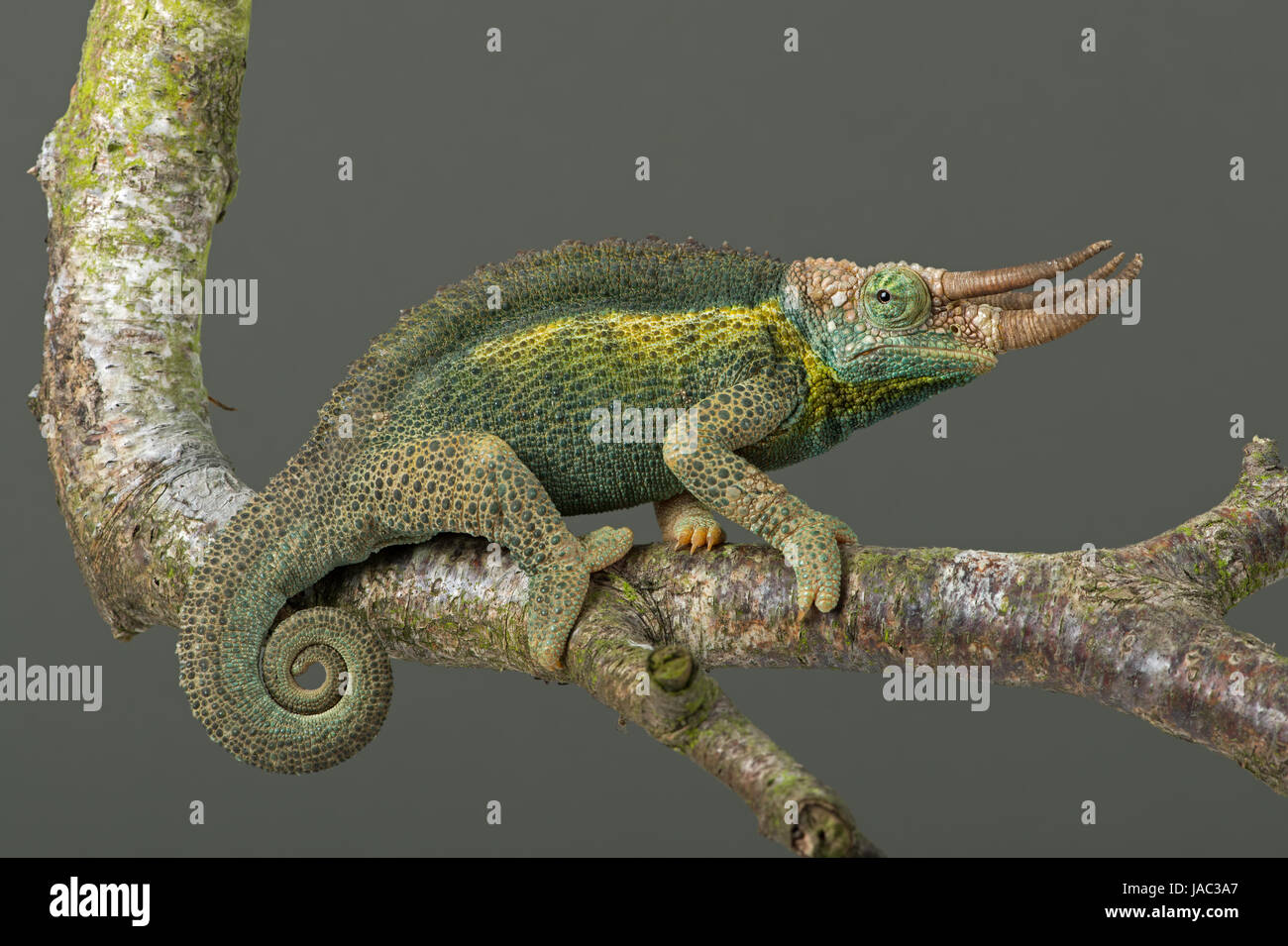 Trioceros jacksonii hi-res stock photography and images - Alamy