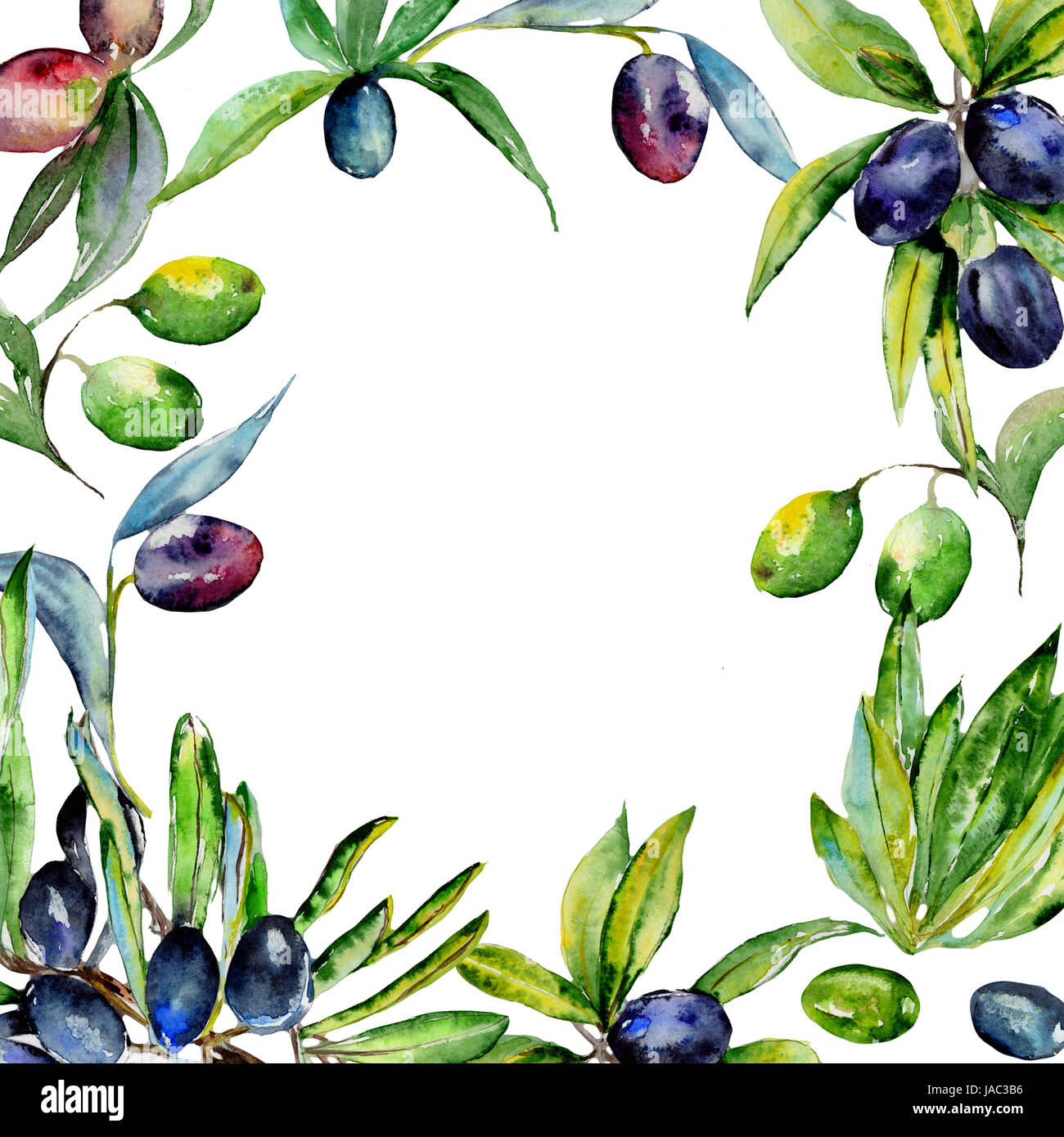 Olive tree frame in watercolor hi-res stock photography and images - Alamy
