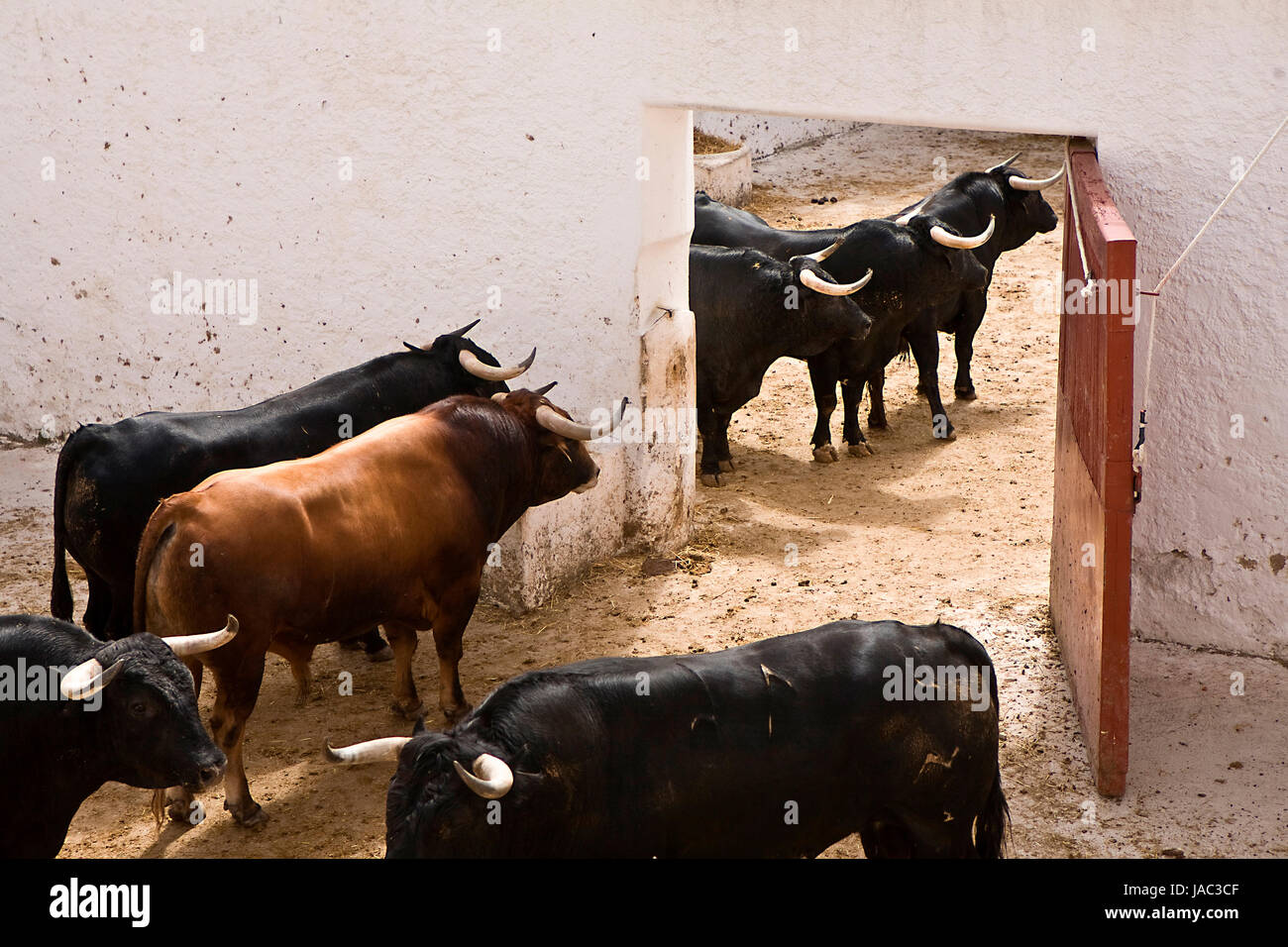 Spanish brave fight bull in the stable, Spain Stock Photo - Alamy