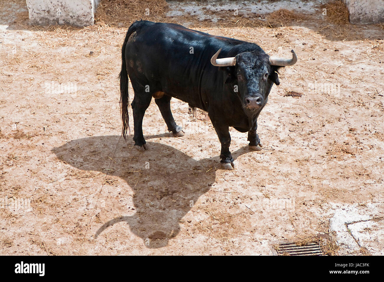 Spanish brave fight bull in the stable, Spain Stock Photo - Alamy