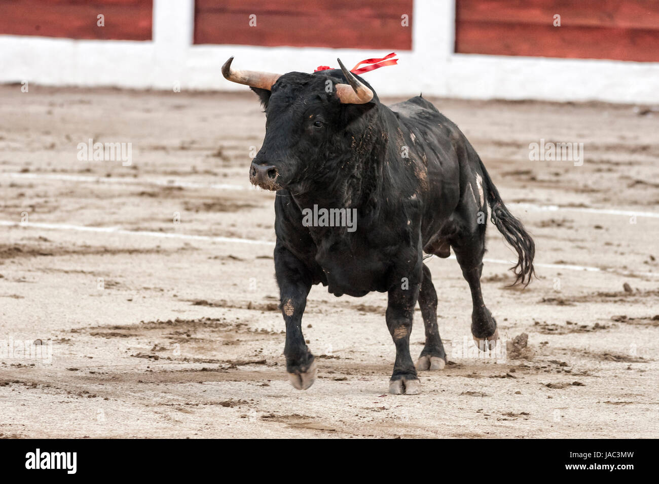 Bull about 650 Kg galloping in the sand right when I just got out of ...