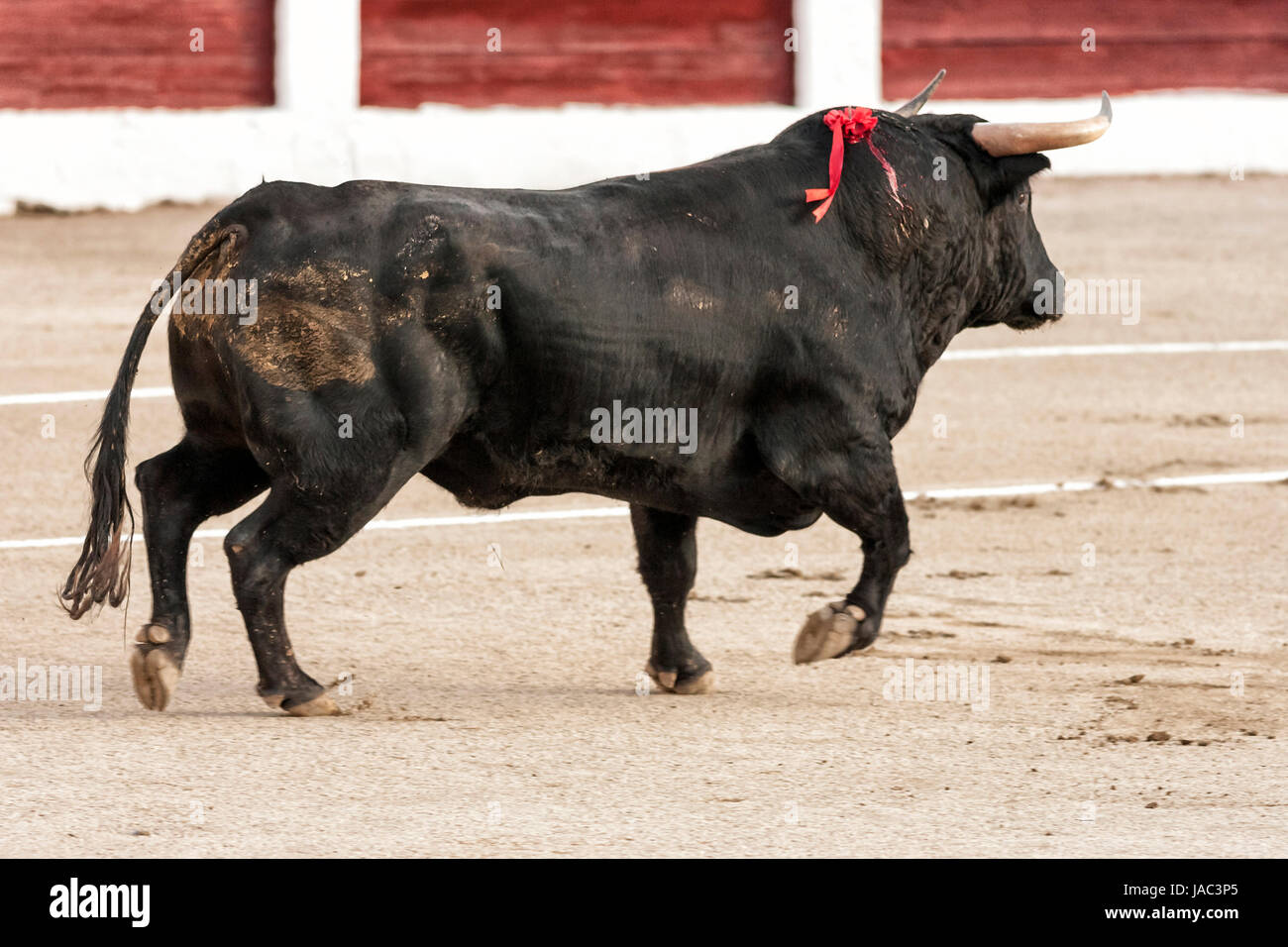 Bull about 650 Kg galloping in the sand right when I just got out of ...
