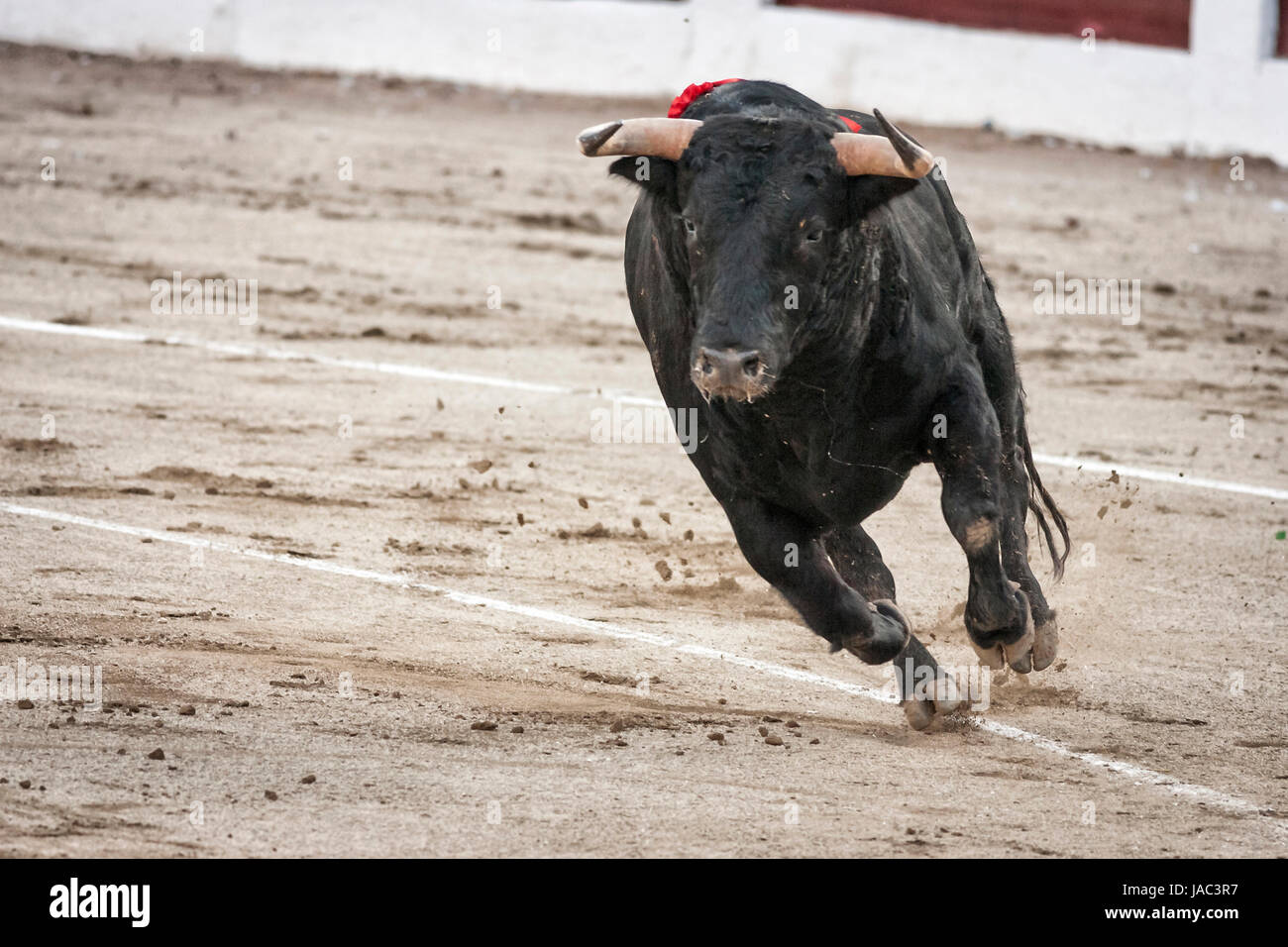 Bull about 650 Kg galloping in the sand right when I just got out of ...