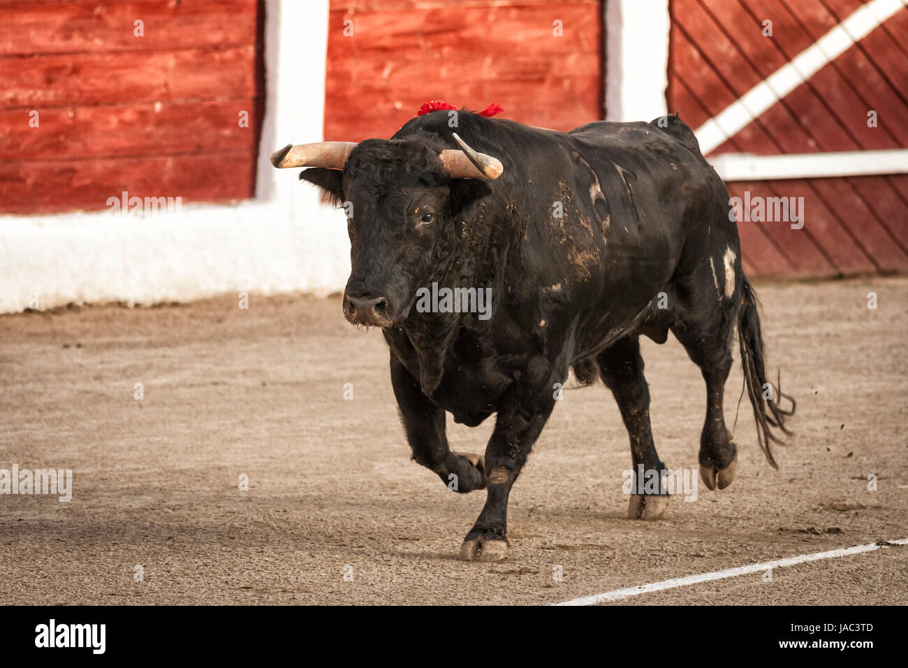 Linares, Jaen province, SPAIN - 28 august 2011: Bull about 650 Kg ...