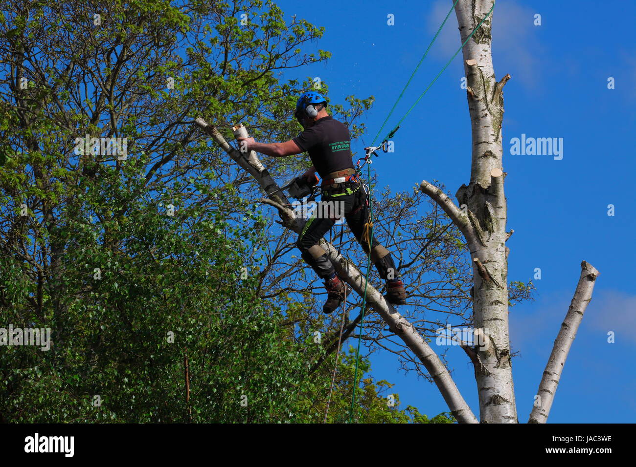 A tree management person high up in a Silver Birch tree having removed ...
