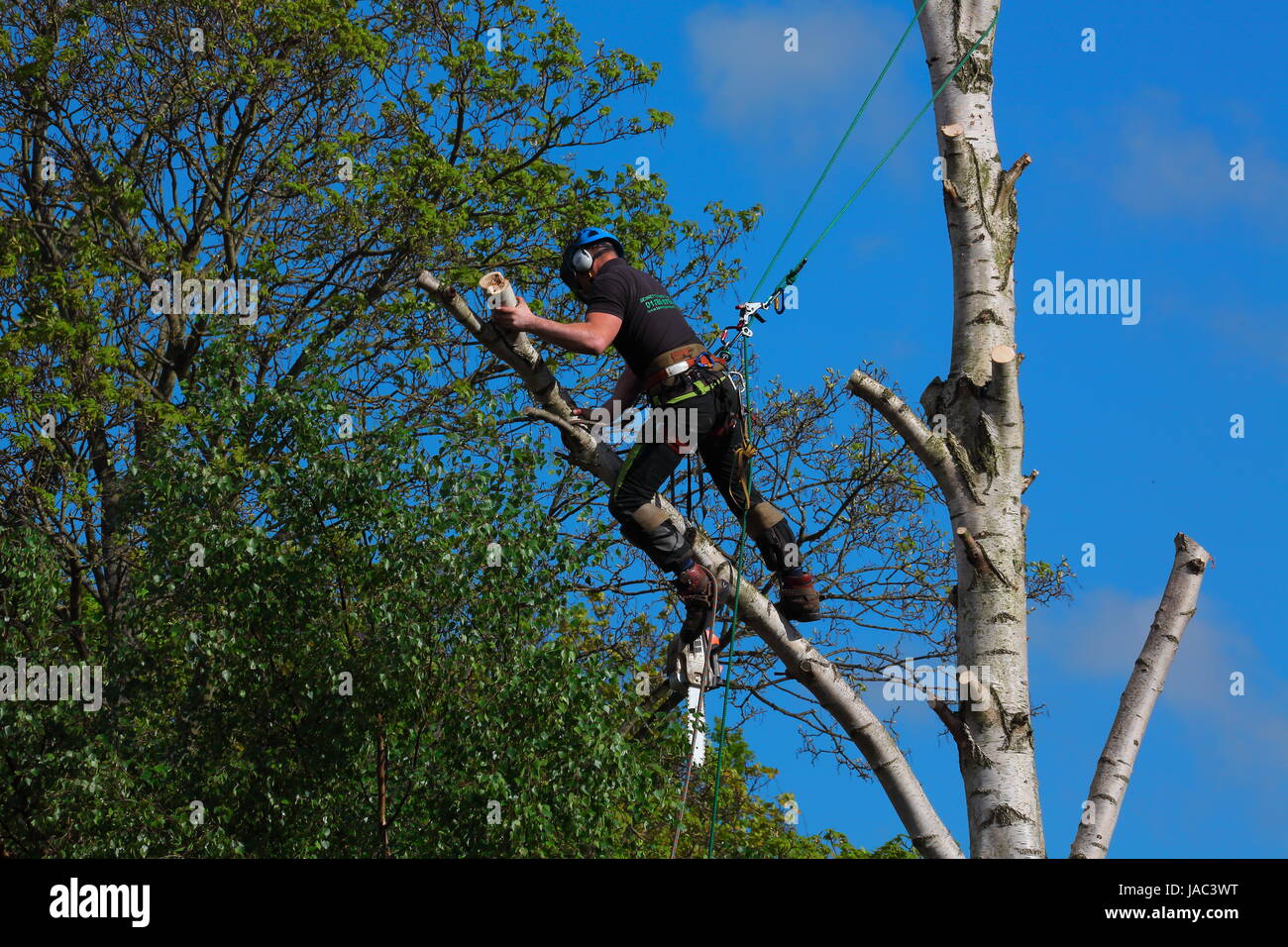 Cutting down tall tree hi-res stock photography and images - Alamy