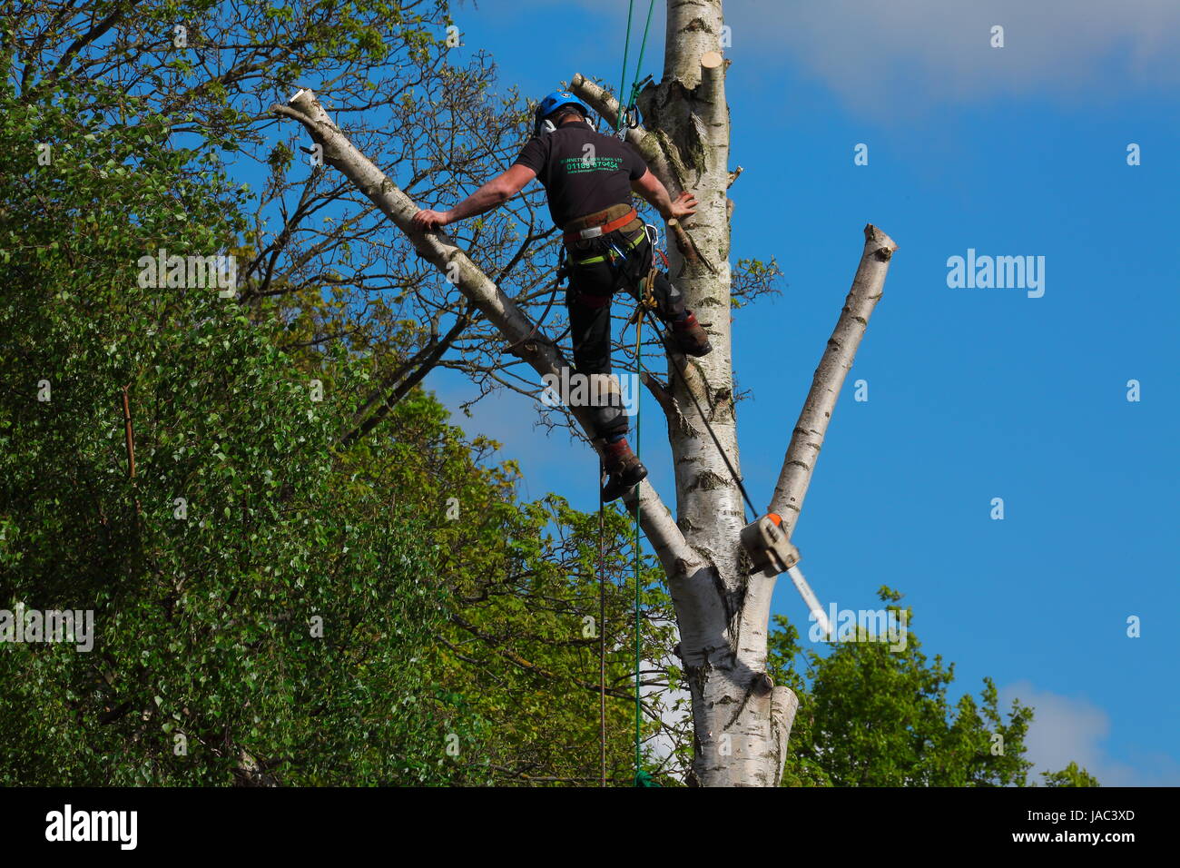 A tree management person high up in a Silver Birch tree having removed ...
