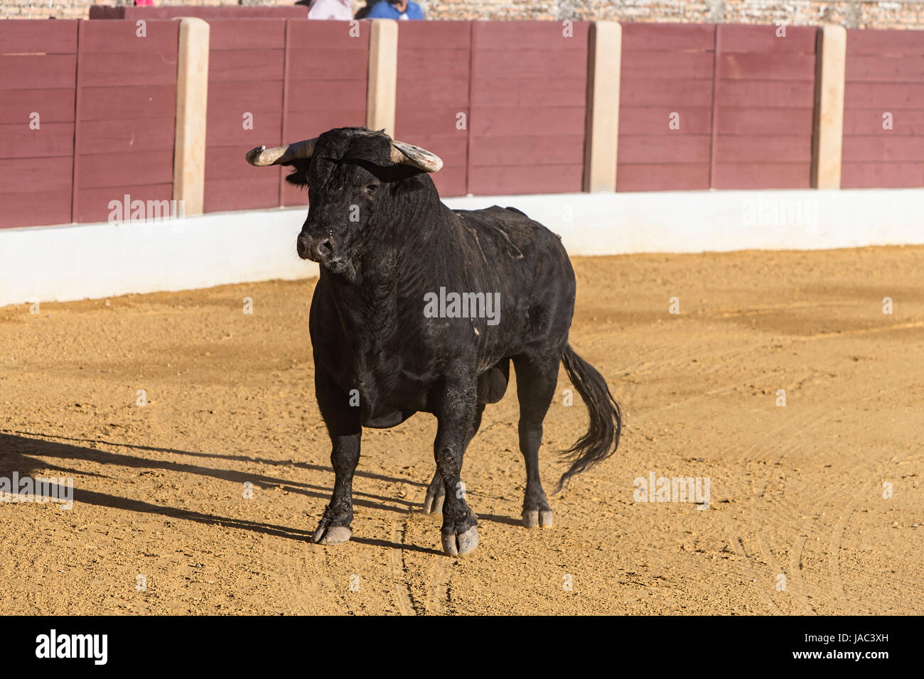 Black bull fighting andalusia spain hi-res stock photography and images ...
