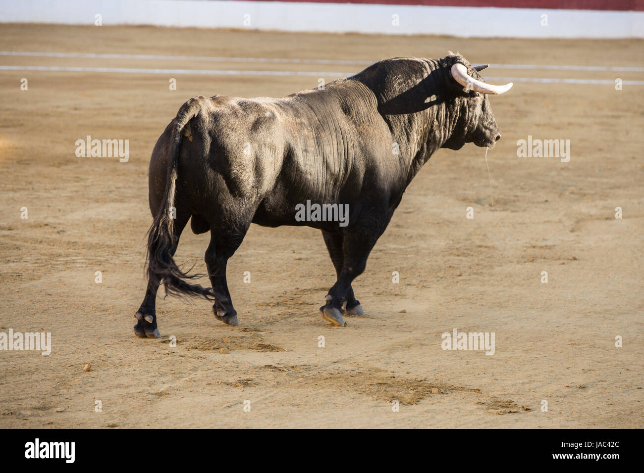 Bull about 650 Kg galloping in the sand right when I just got out of ...