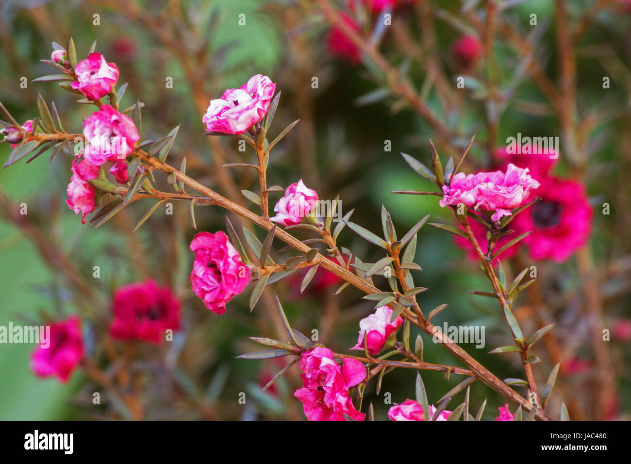 Leptospermum scoparium hi-res stock photography and images - Alamy