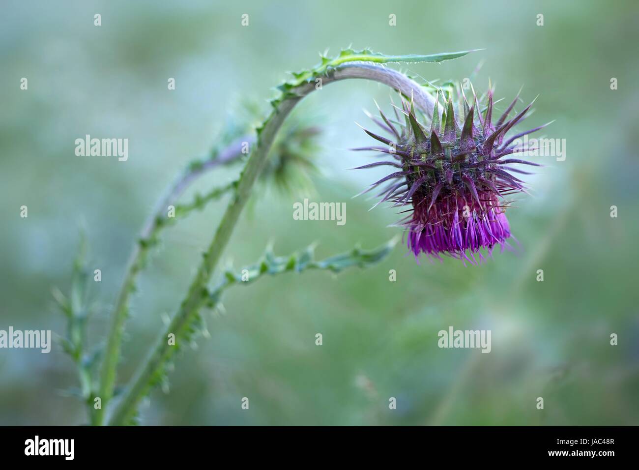 musk thistle / musk thistle Stock Photo - Alamy