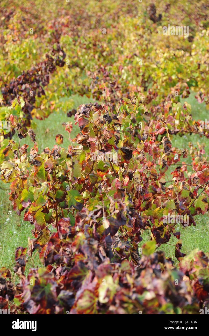 Leafless vine hi-res stock photography and images - Alamy