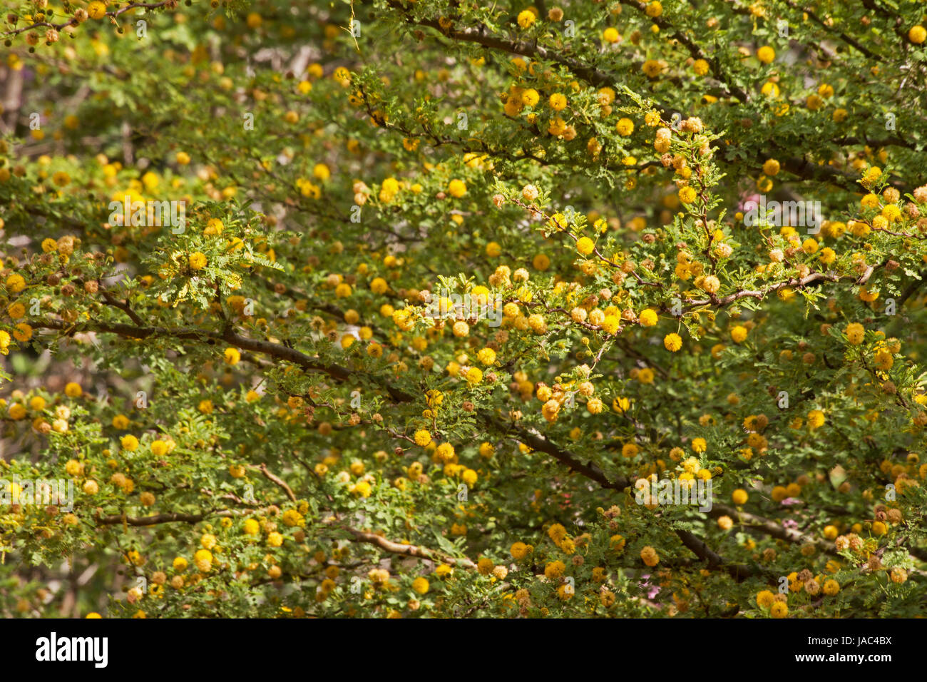 Acacia constricta in bloom Stock Photo - Alamy