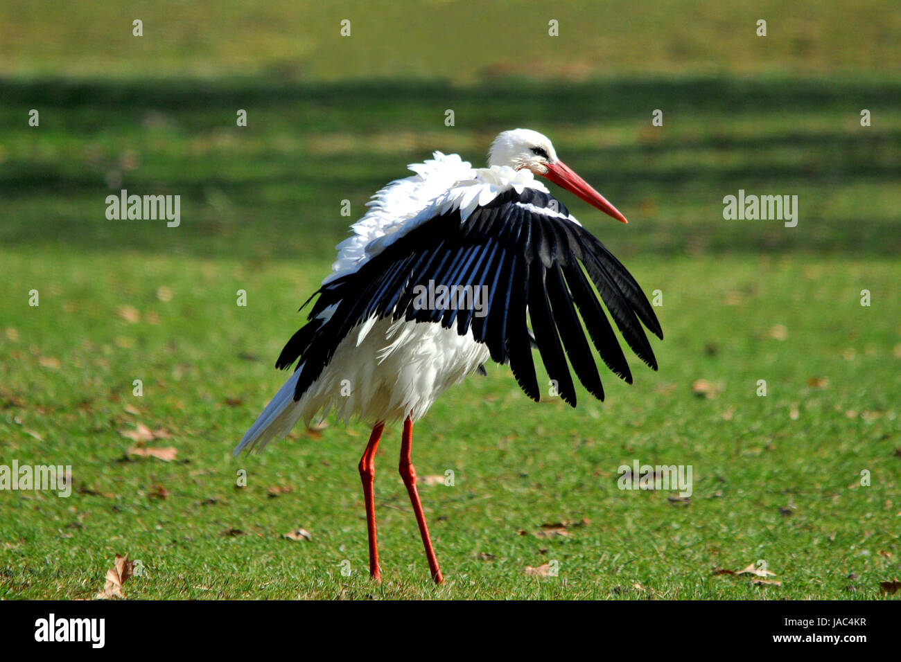 stork dries its feathers Stock Photo - Alamy