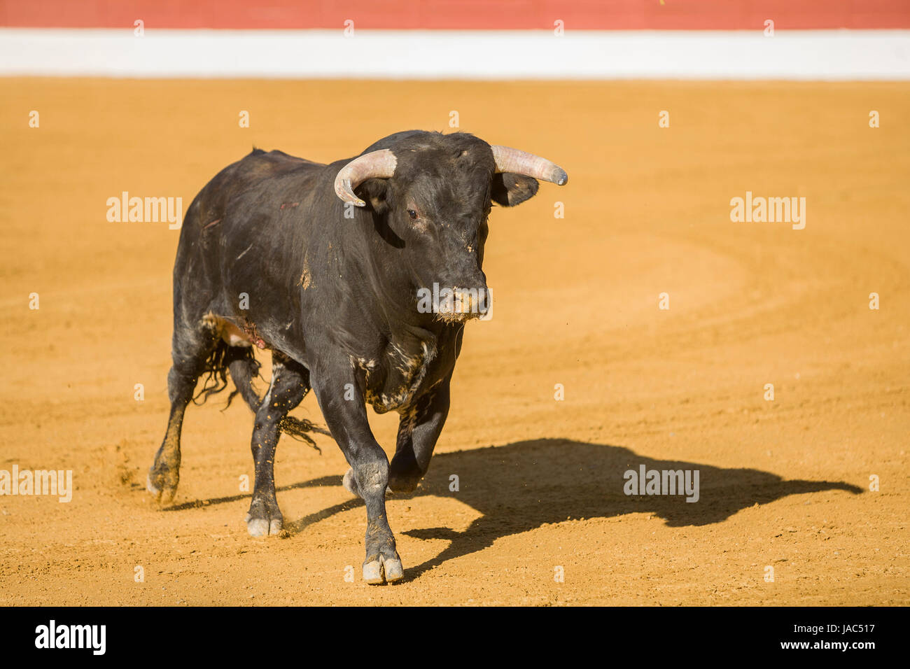 Capture of the figure of a brave bull in a bullfight, Spain Stock Photo ...