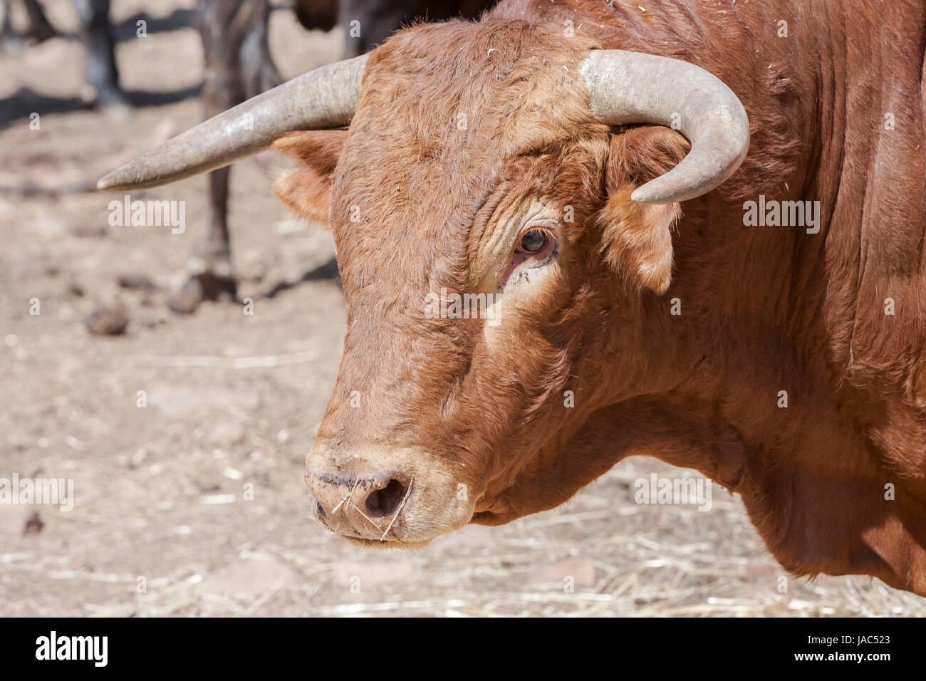Detail of head of brave bull in the field Andalusia, Spain Stock Photo ...
