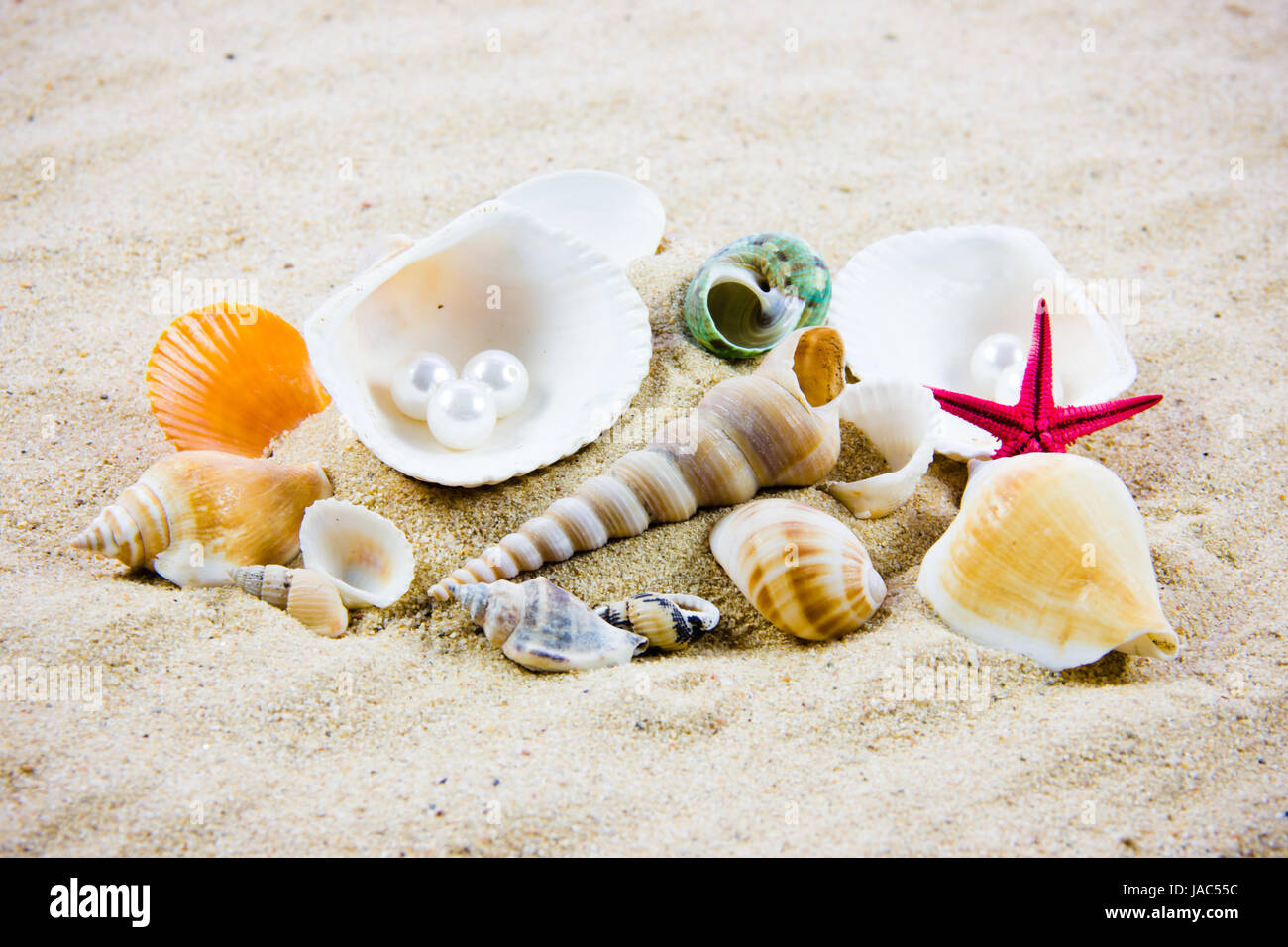 The exotic sea shell . treasure from the sea Stock Photo - Alamy