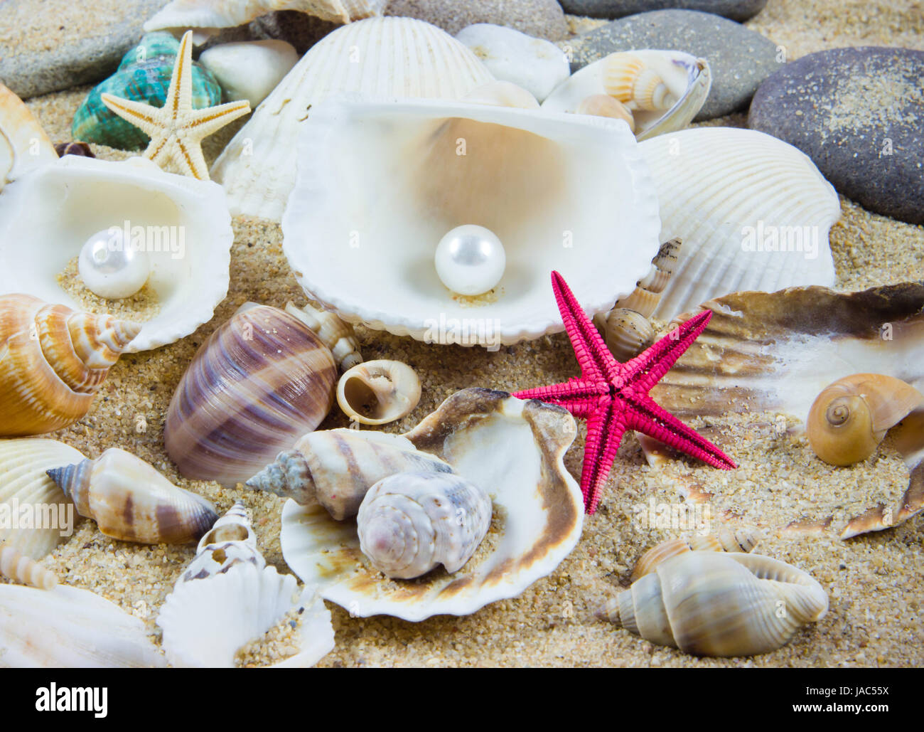 The exotic sea shell . treasure from the sea Stock Photo - Alamy