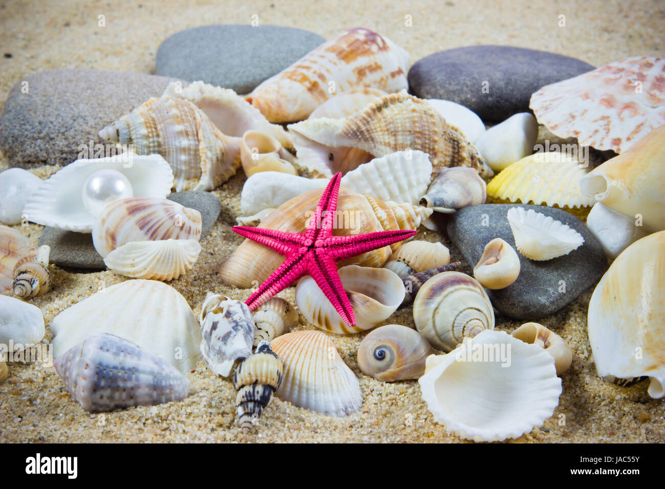 The exotic sea shell . treasure from the sea Stock Photo - Alamy