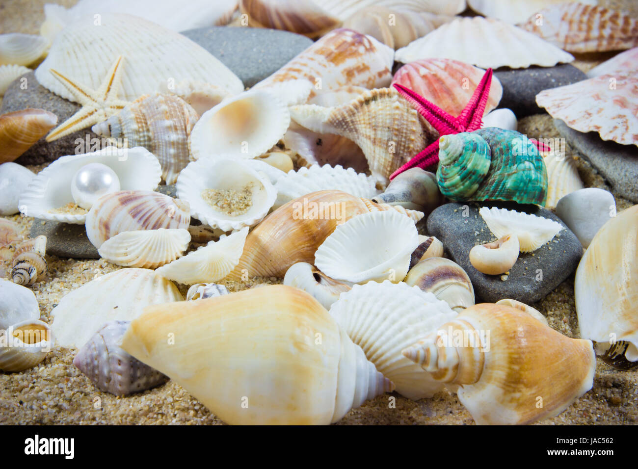 The exotic sea shell . treasure from the sea Stock Photo - Alamy
