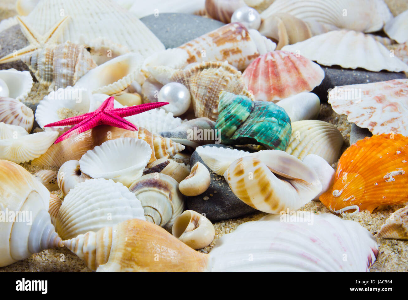 The exotic sea shell . treasure from the sea Stock Photo - Alamy