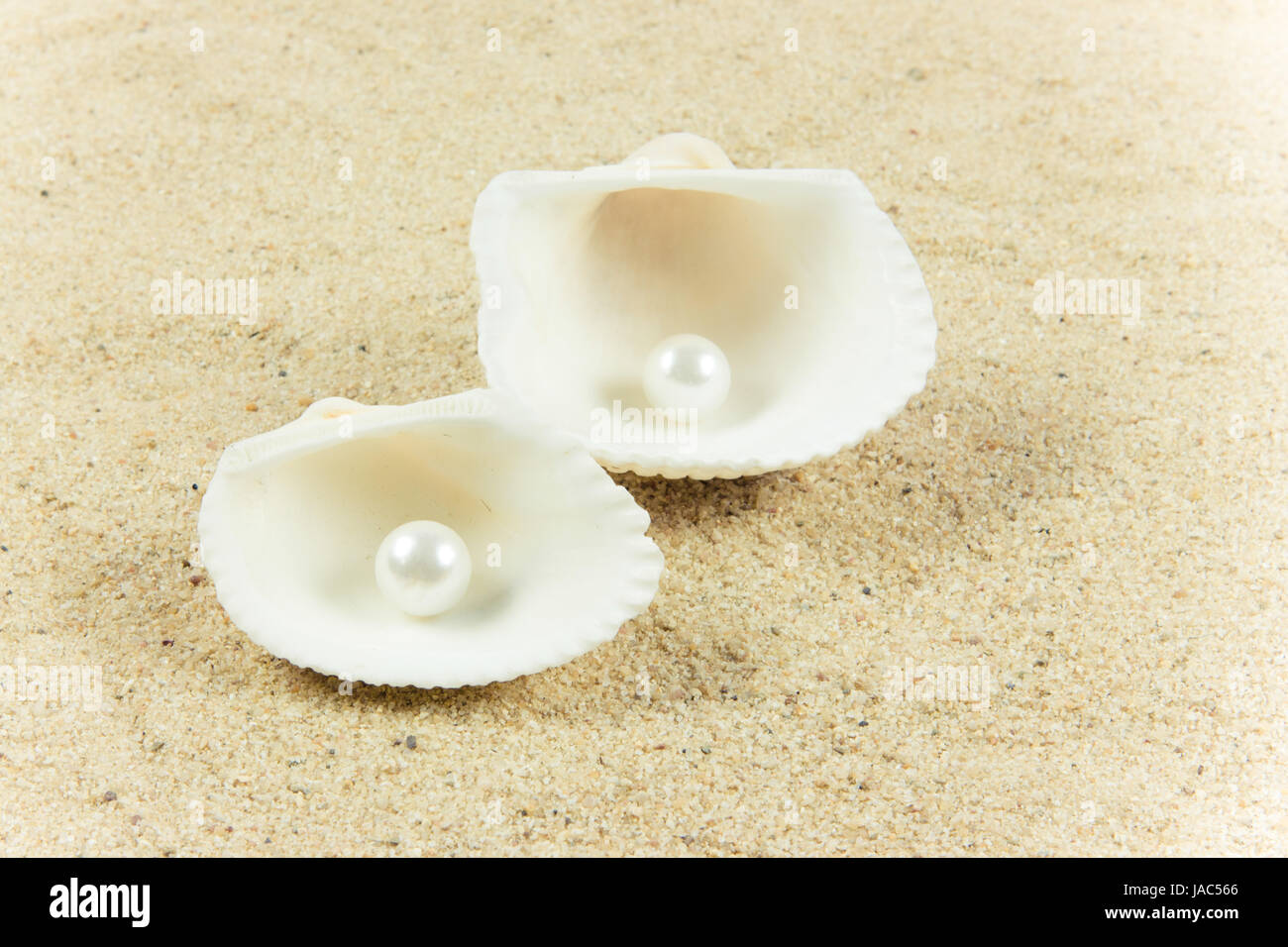 The exotic sea shell . treasure from the sea Stock Photo - Alamy