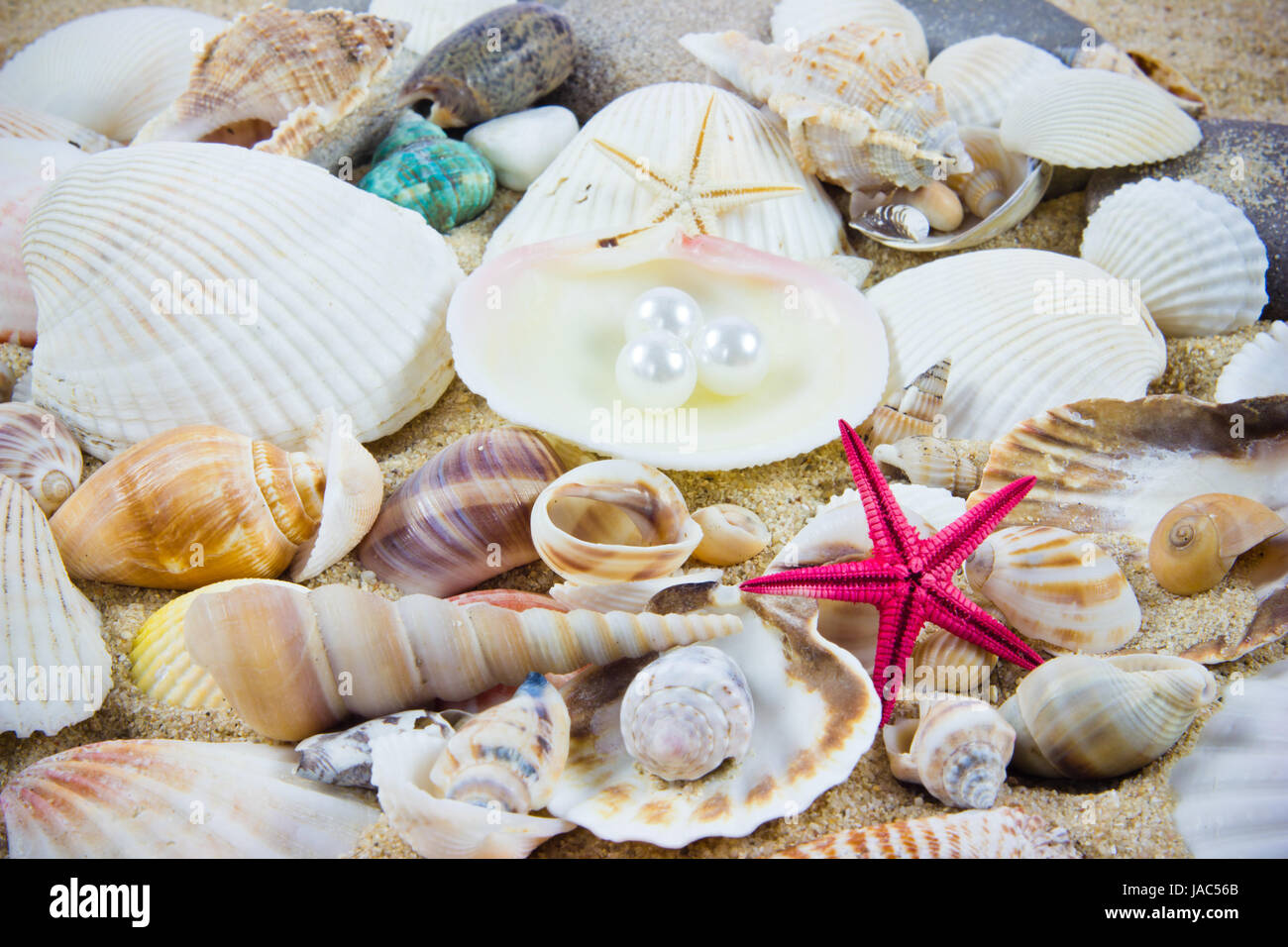 The exotic sea shell . treasure from the sea Stock Photo - Alamy