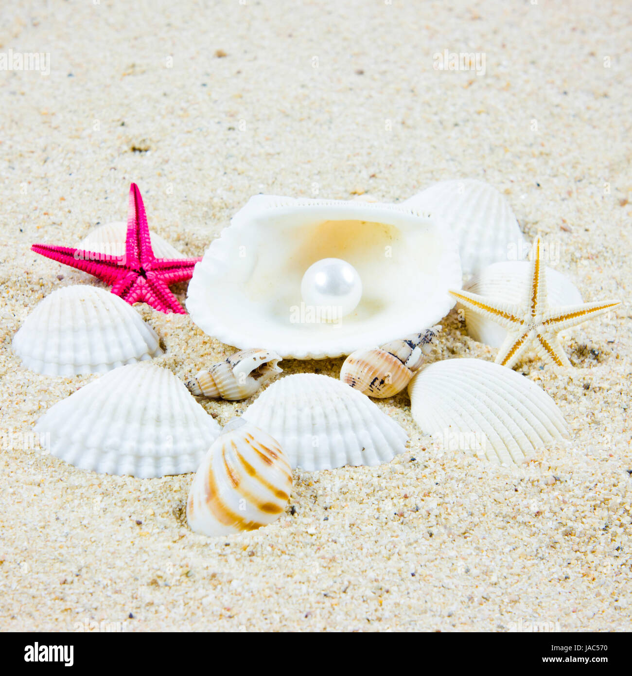 The exotic sea shell . treasure from the sea Stock Photo - Alamy
