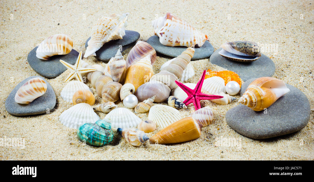The exotic sea shell . treasure from the sea Stock Photo - Alamy