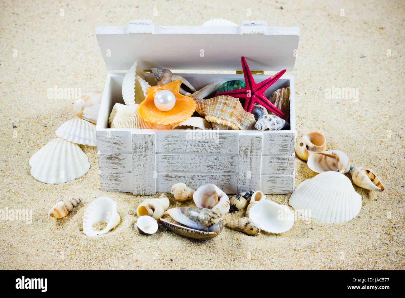 The exotic sea shell . treasure from the sea Stock Photo - Alamy