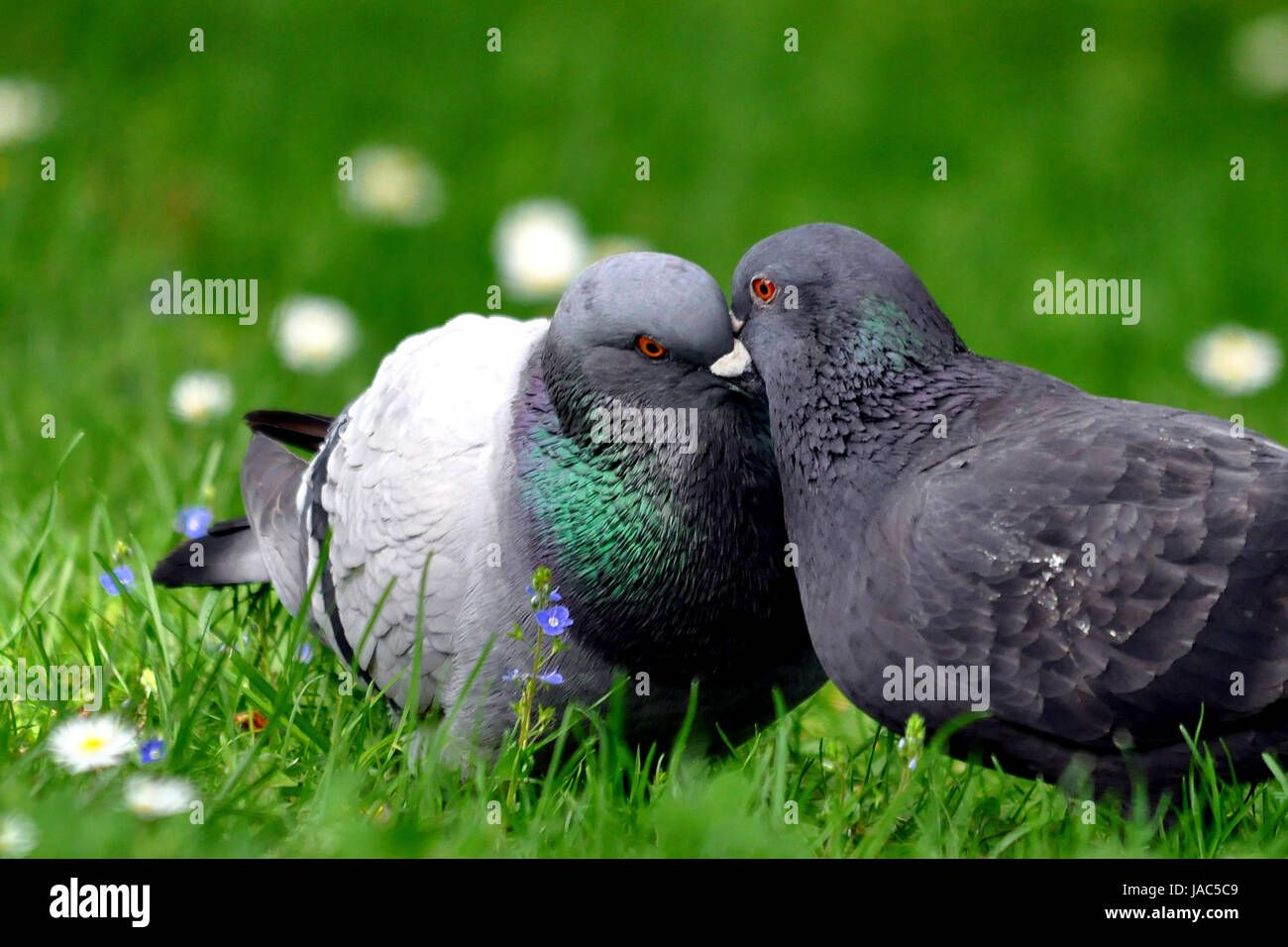 Couple doves hi-res stock photography and images - Alamy