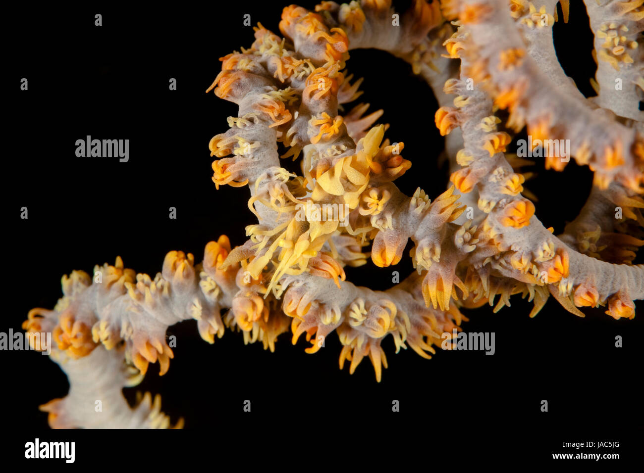 Confusing fish hi-res stock photography and images - Alamy