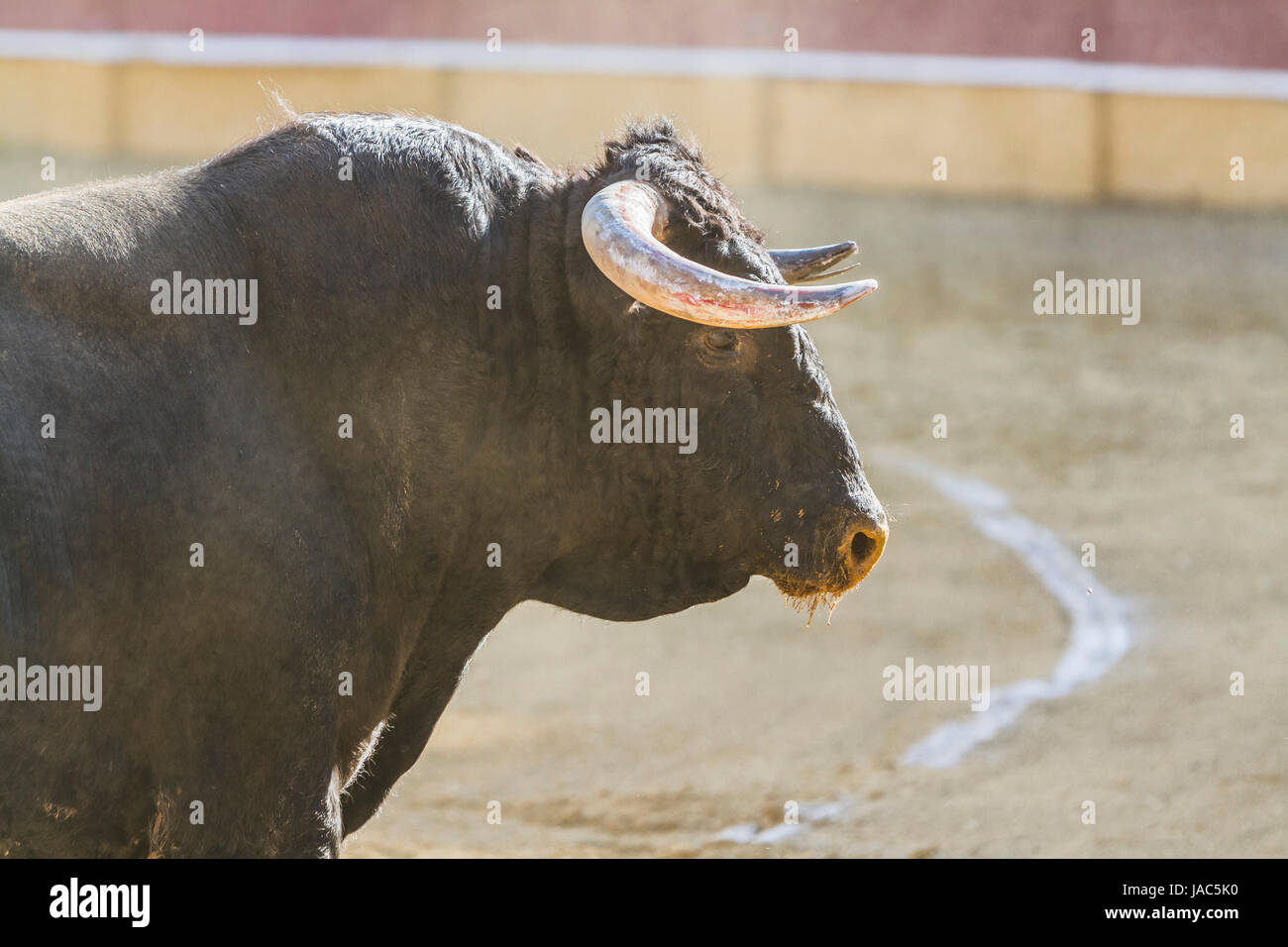Capture of the figure of a brave bull in a bullfight, Spain Stock Photo ...