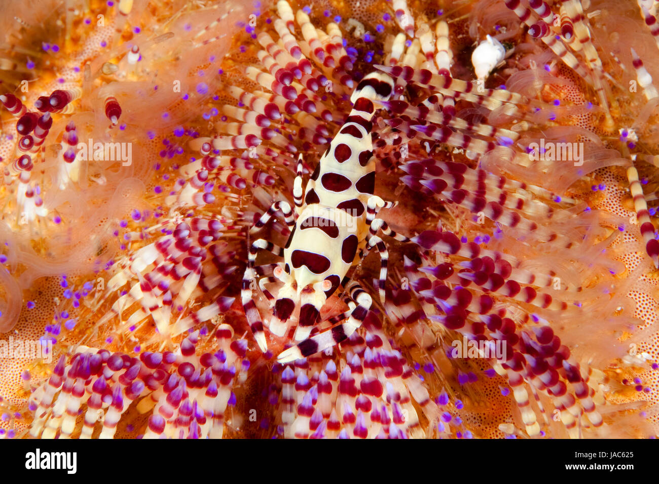 well protected on the seabed Stock Photo - Alamy
