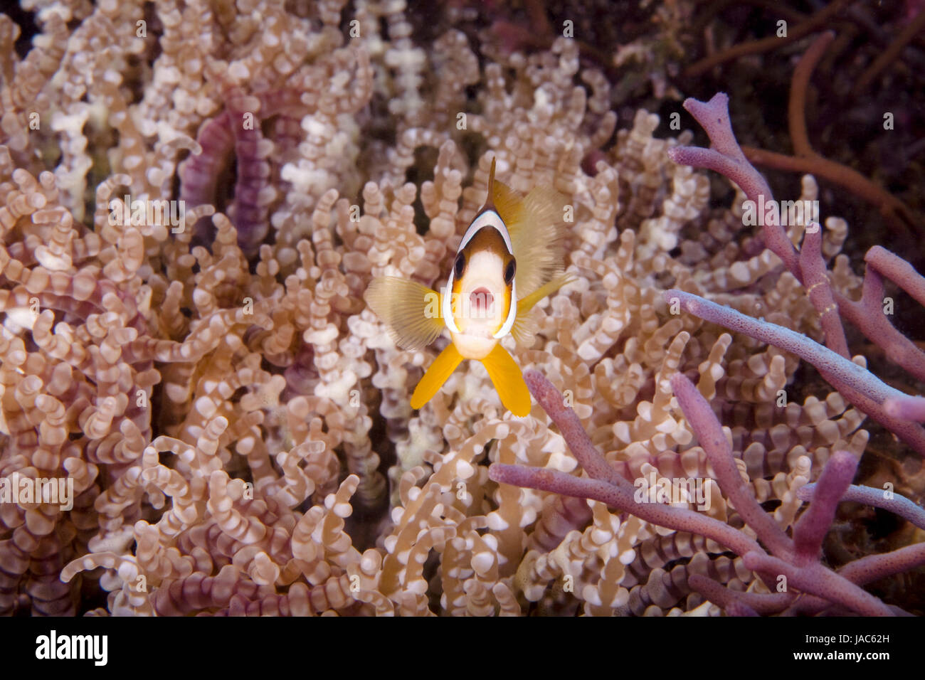 such a braggart Stock Photo - Alamy