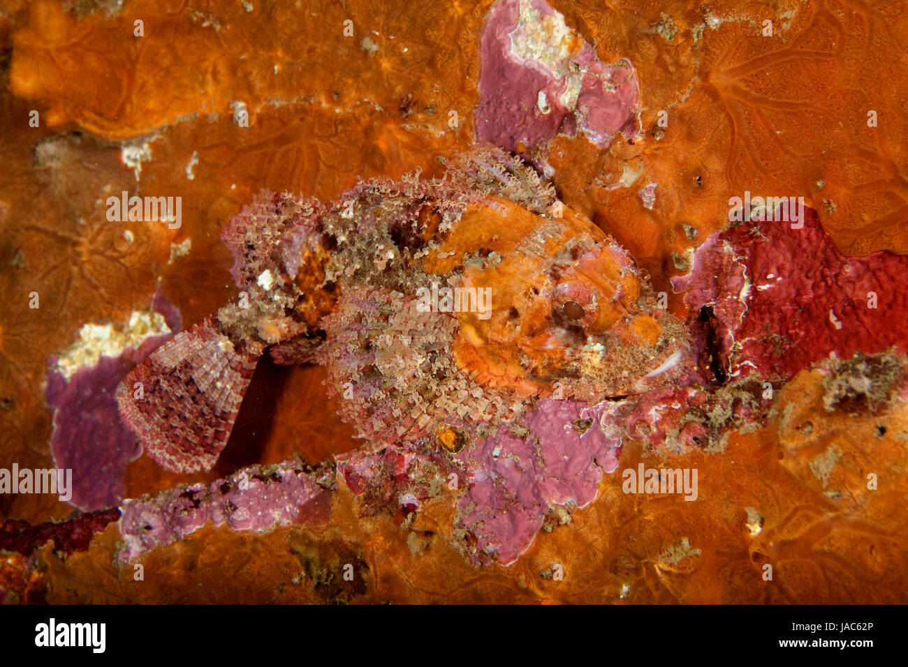 Flat fish camouflage hi-res stock photography and images - Alamy