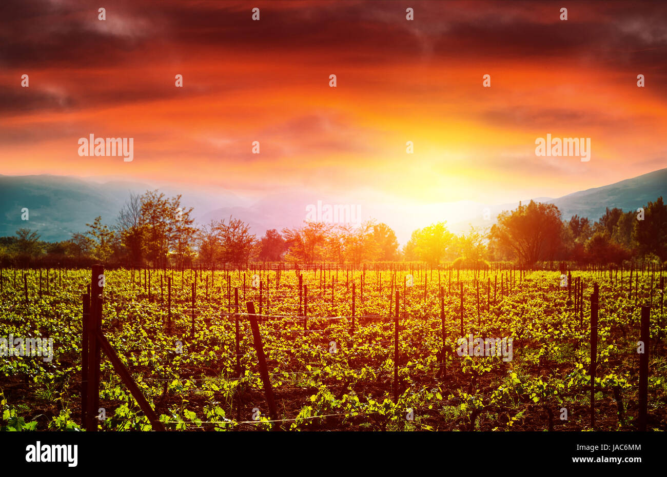 Grape valley in bright orange sunset light, agricultural landscape ...