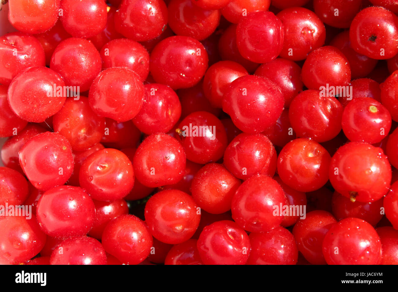a lot of fruits of red berries of Prunus tomentosa Stock Photo - Alamy