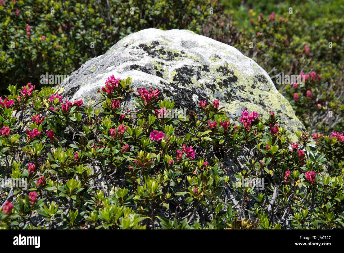Aplenrose hi-res stock photography and images - Alamy