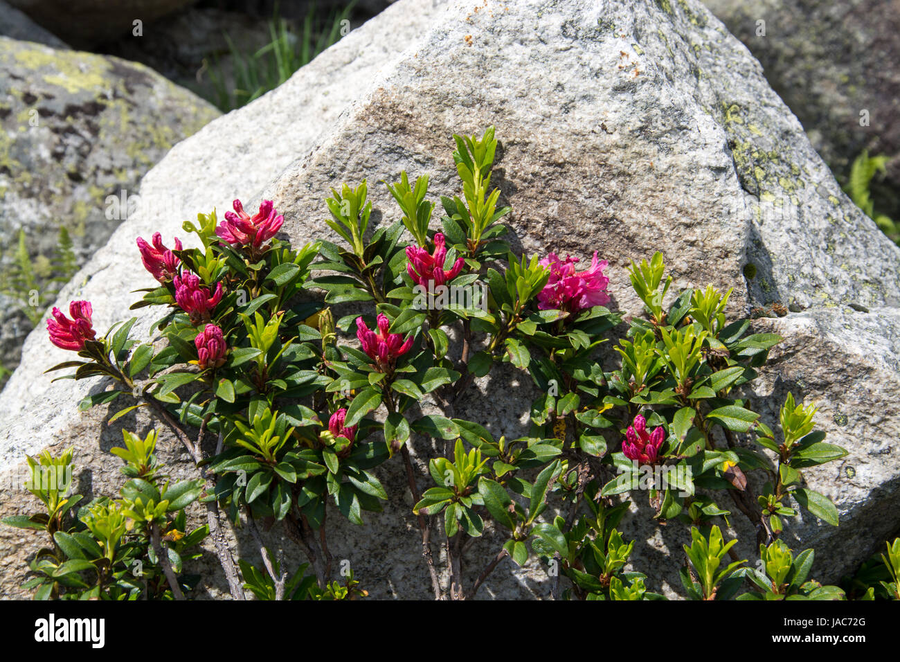 Aplenrose hi-res stock photography and images - Alamy