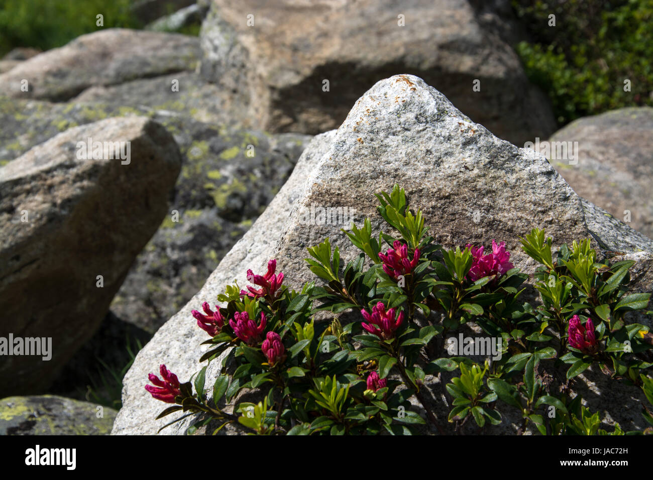 Aplenrose hi-res stock photography and images - Alamy