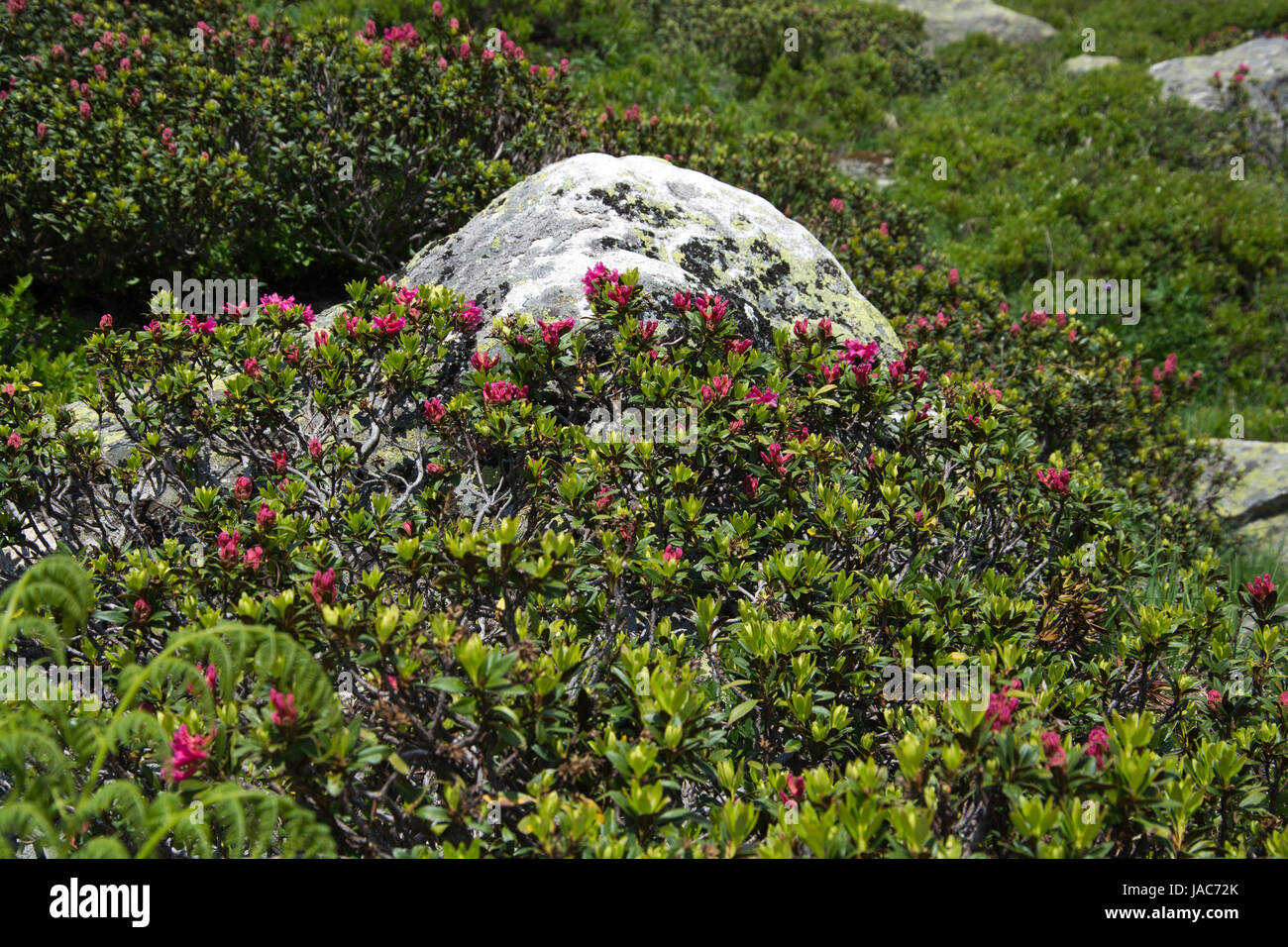 Aplenrose hi-res stock photography and images - Alamy
