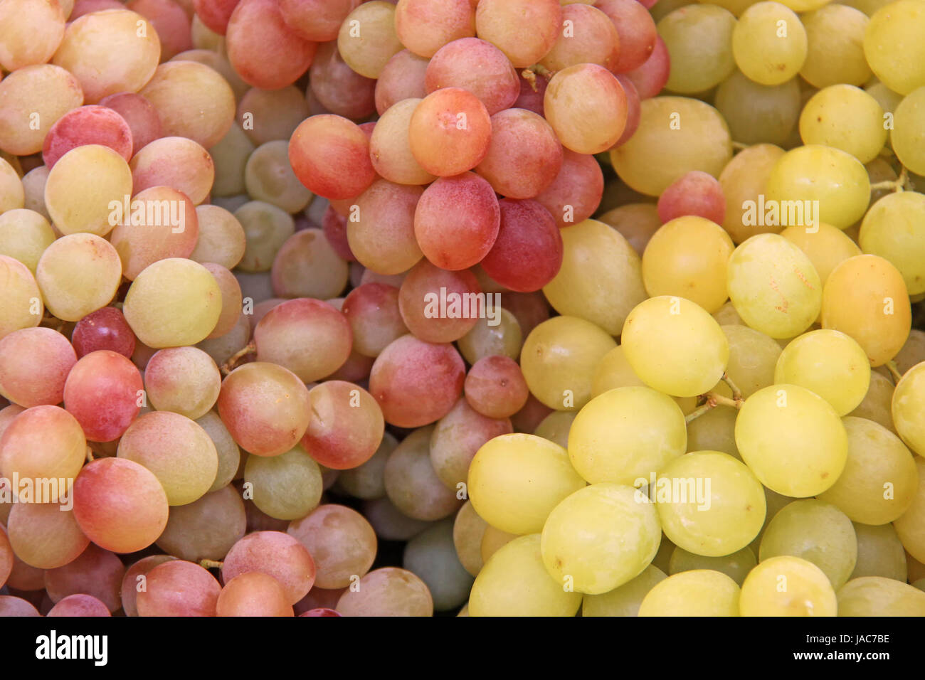 Bunches white grapes vitis vinifera hi-res stock photography and images ...