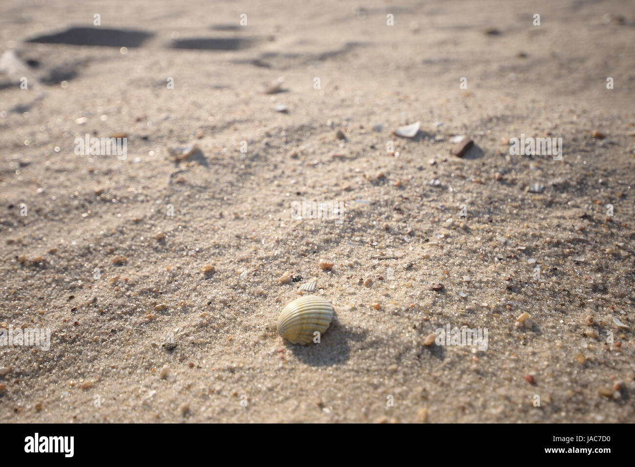 sandy beach with shell Stock Photo - Alamy