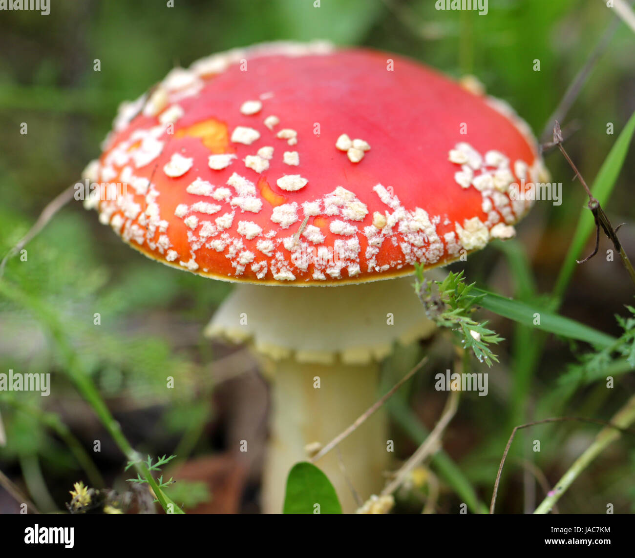 big red fly agaric Stock Photo - Alamy