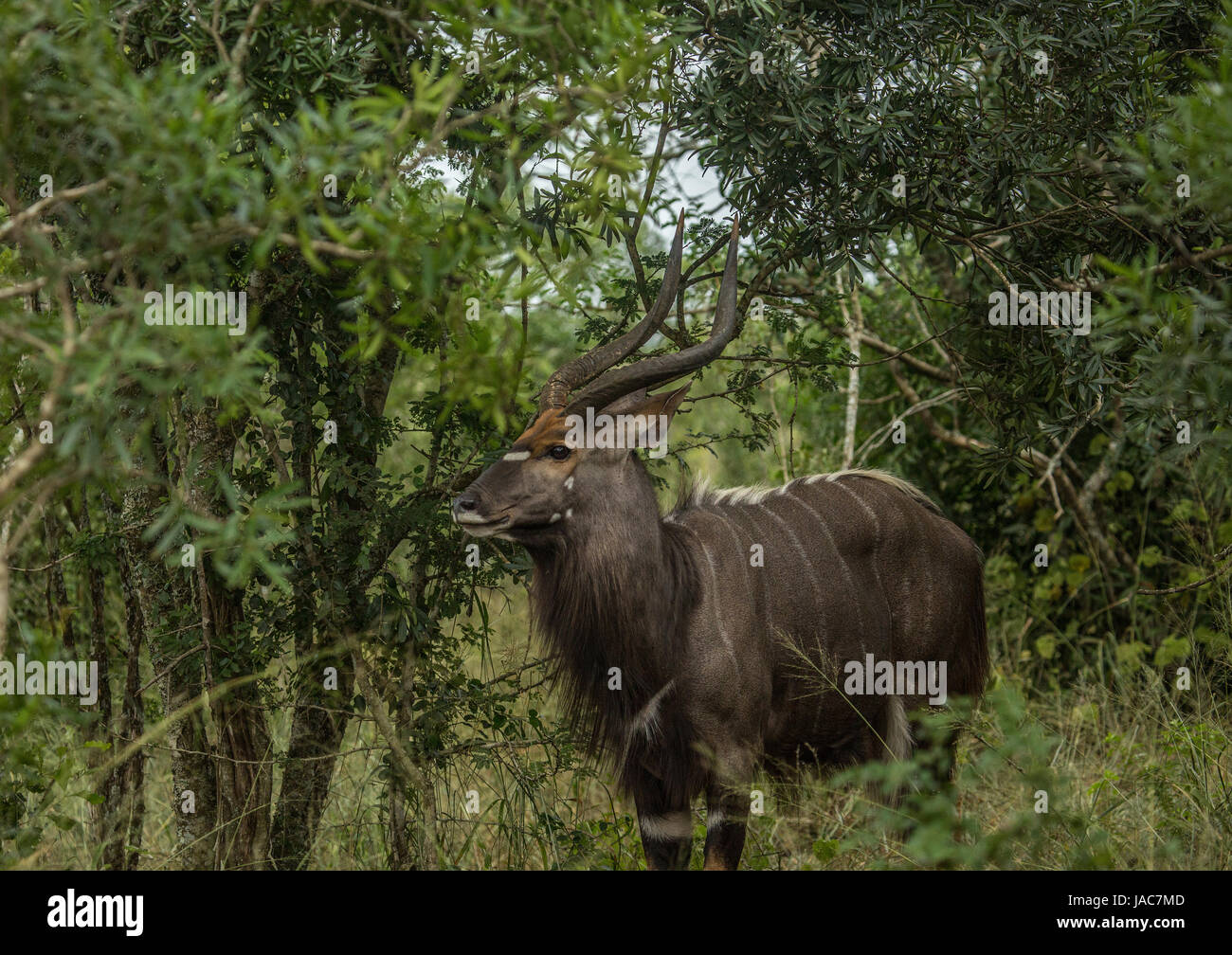 Nyala tree hi-res stock photography and images - Alamy