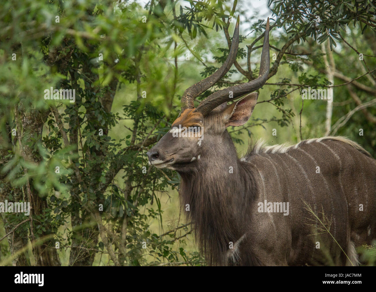 Nyala tree hi-res stock photography and images - Alamy